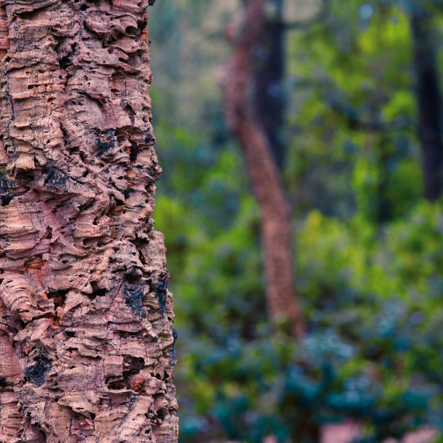 EL CORCHO COMO MATERIAL AISLANTE – ARQUITECTURA COMPROMETIDA